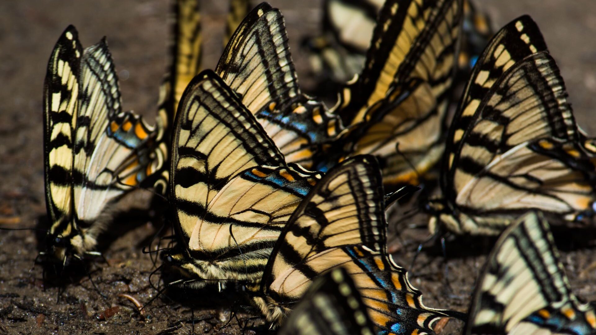 Find a coach in your region - Coaching in Resonance